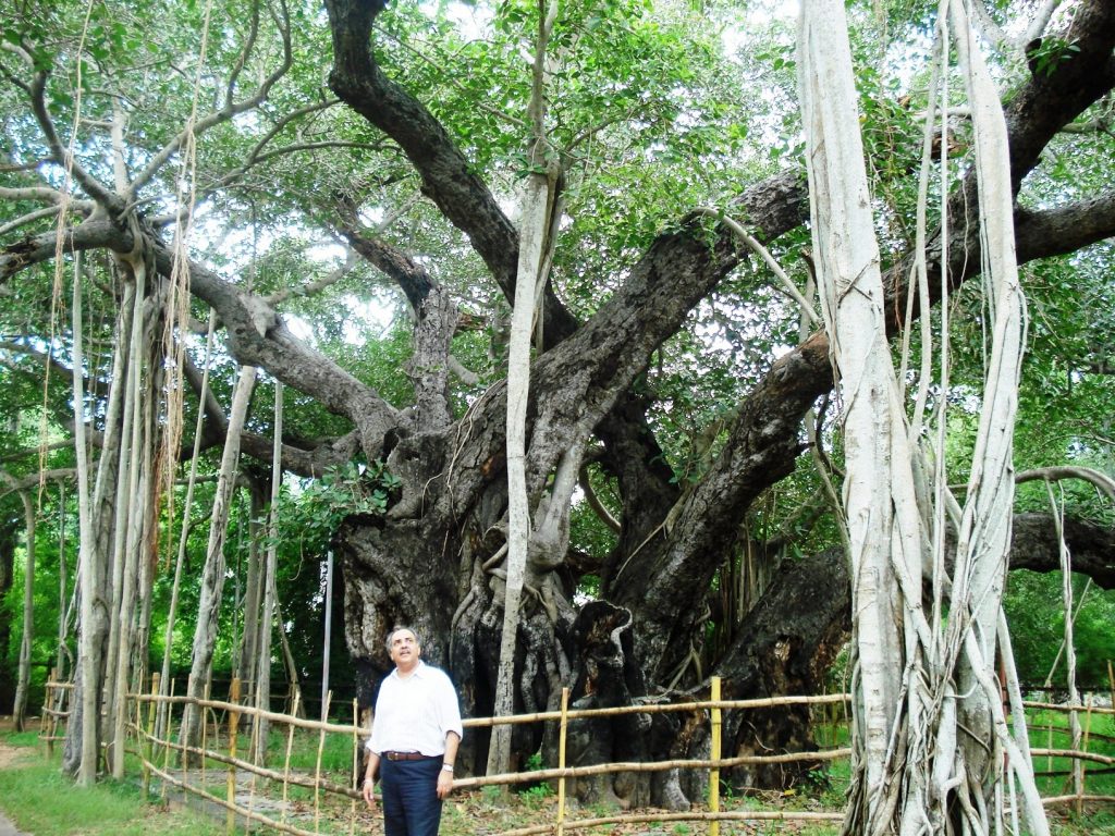 Adyar – Tranquil Splendor – Timeless Trails